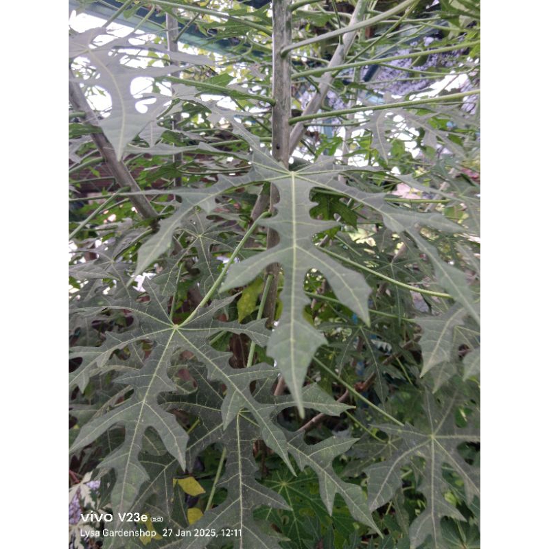 Pokok Chaya / Pokok Ajinamoto / Keratan Batang | Shopee Malaysia
