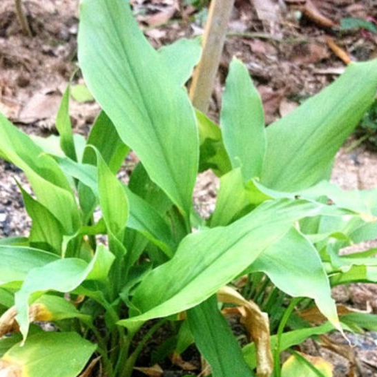 Pokok Temu Kunci/Kunci/Finger Roots | Shopee Malaysia