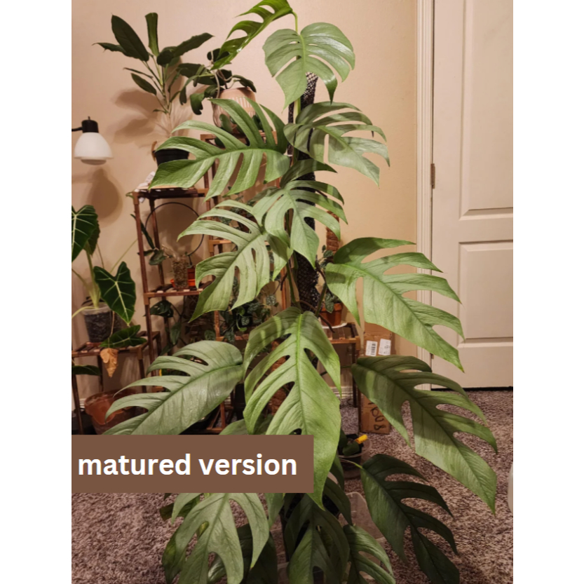 Epipremnum Pinnatum Cebu Blue | Shopee Malaysia