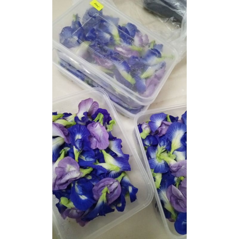 Bunga Telang Segar 25 gram sebekas | Shopee Malaysia