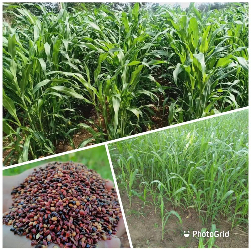 100Gram 5000pc Biji BENIH RUMPUT SWEET JUMBO SEEDS RUMPUT JAGUNG Manis ...