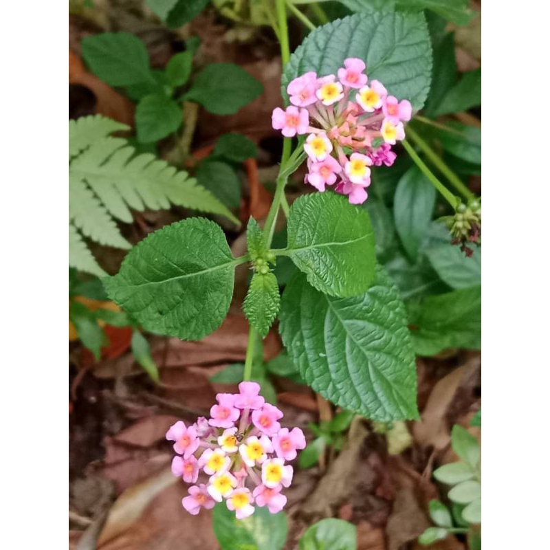 Pokok Bunga Tahi Ayam / Latana Camara Bunga Pink dalam polybag ...