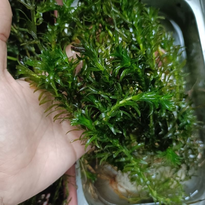 HYDRILLA HIDUP FRESH( tumbuhan akuatik,pokok air,hiasan akuarium ...