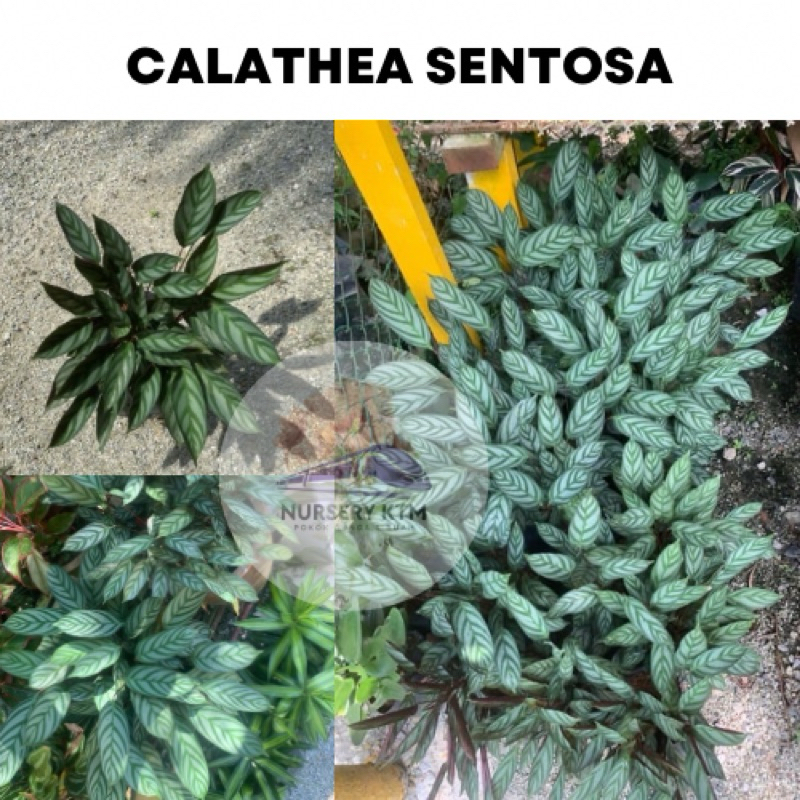 Calathea Sentosa / Pokok hiasan | Shopee Malaysia