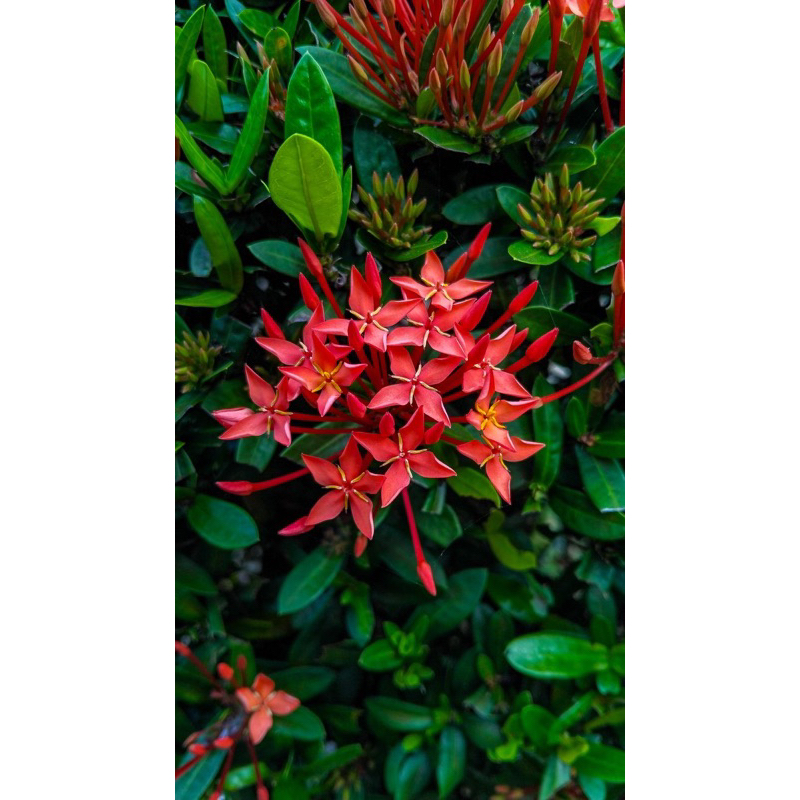 LFT-POKOK OUTDOOR LANDSCAPE / IXORA / POKOK PECAH PERIUK / POKOK ...