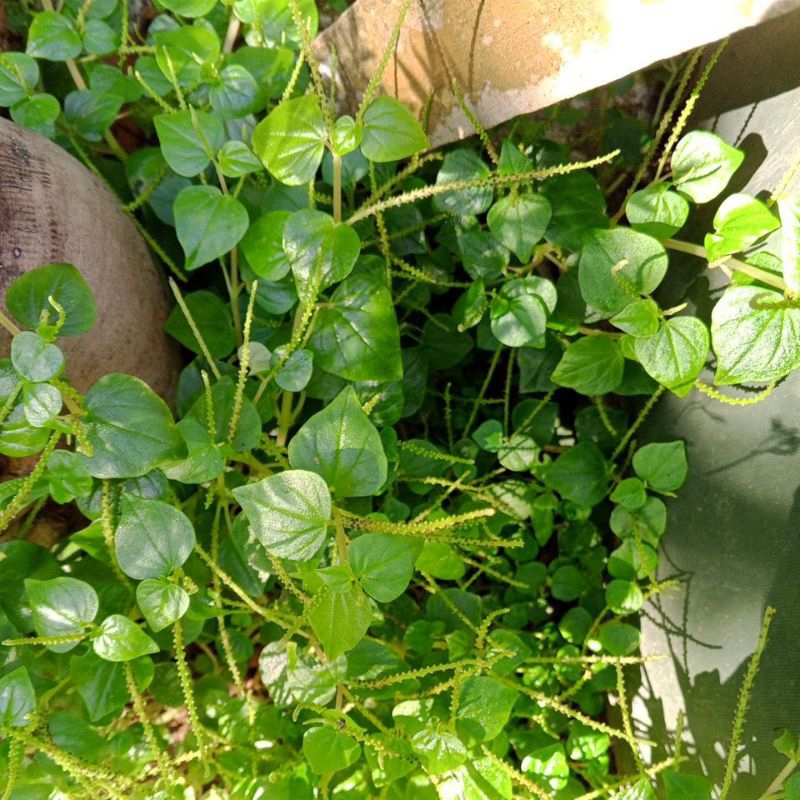 Pokok ketupang/sireh cina | Shopee Malaysia