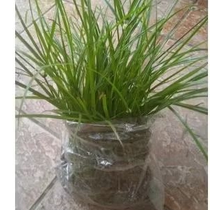 rumput helikopter tanpa tanah | Shopee Malaysia