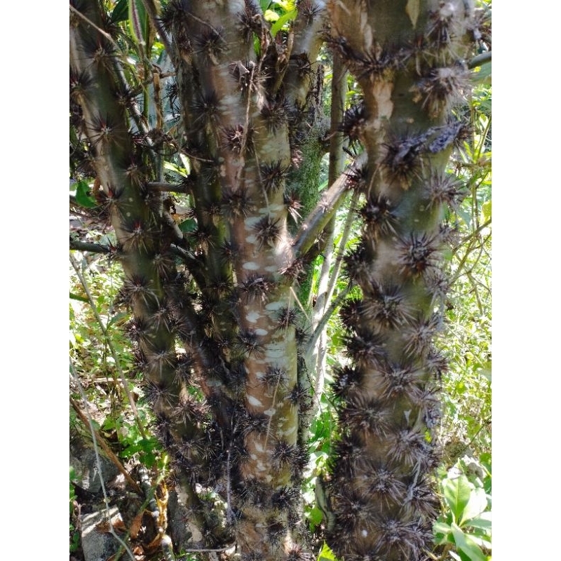 Pokok Jarum Tujuh Bilah/ 7 duri (Keratan Batang) - 5pcs | Shopee Malaysia