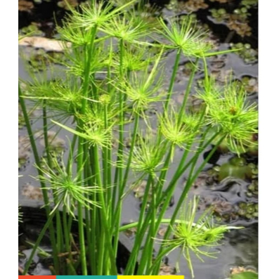 3 rumpun pokok Cyperus papyrus/Pond/Bulrush/Aquatic/Bog plant/Wetland ...