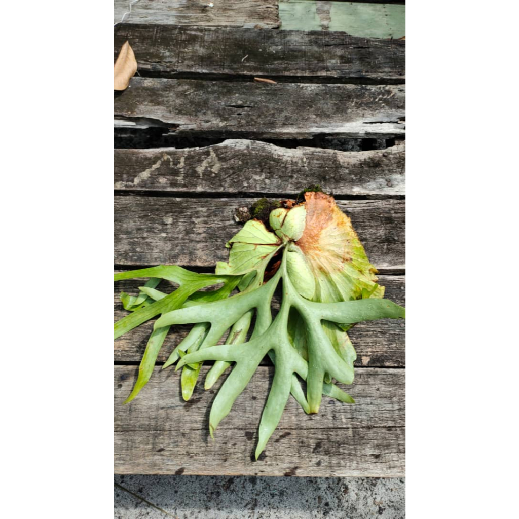 Pokok Tanduk Rusa Staghorn fern 鹿角蕨 (pokok tanduk rusa / platycerium ...