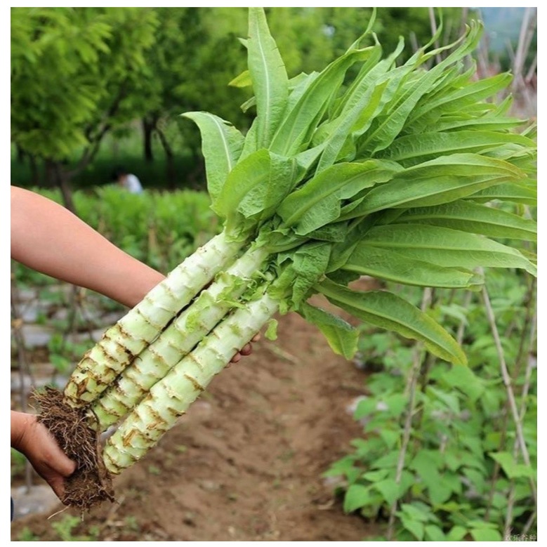 250 pcs Celture seeds / Stem Lettuce Seeds 莴笋种子 | Shopee Malaysia