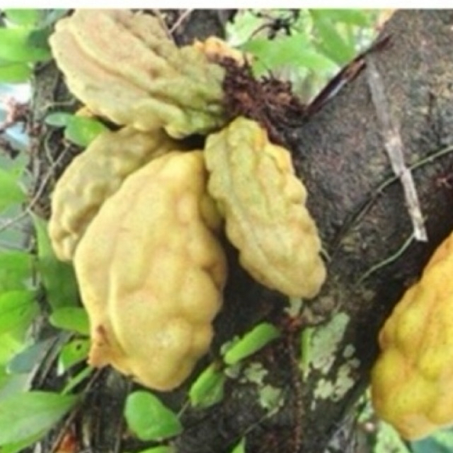 Anak Pokok Nam- nam ( pokok buah ktk 1 pokok shj per parcel- pls pilih ...