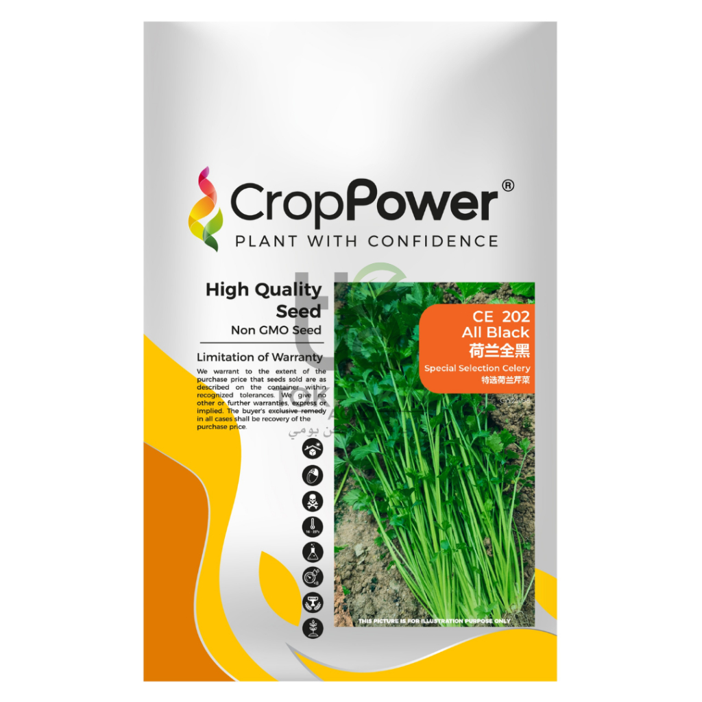 Benih Daun saderi Celery All Black CE202 Crop Power (100g) | Shopee ...