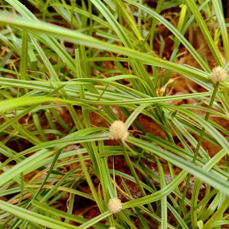 MURAH Rumput Helikopter Kucing (+-10 pokok 1 bag) | Shopee Malaysia