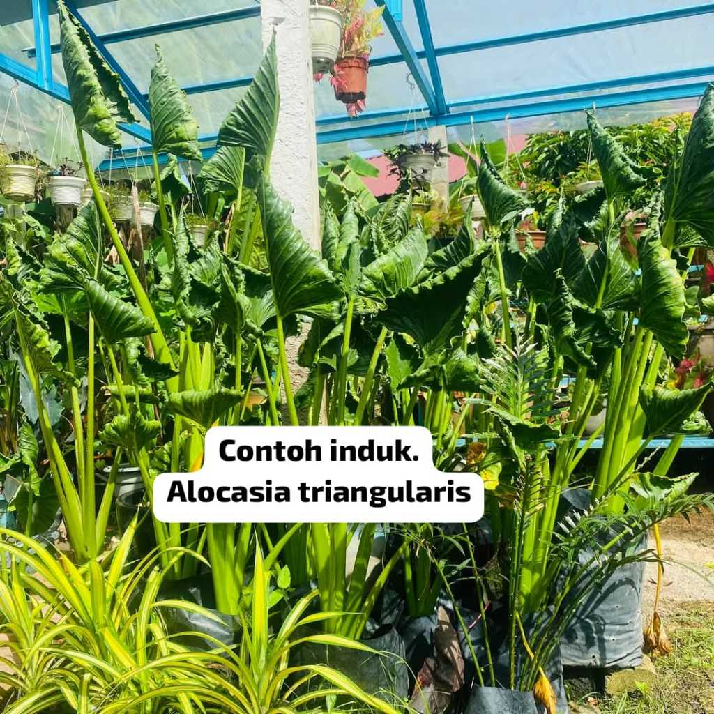 Keladi Alocasia triangulasris pokok keladi hiasan | Shopee Malaysia