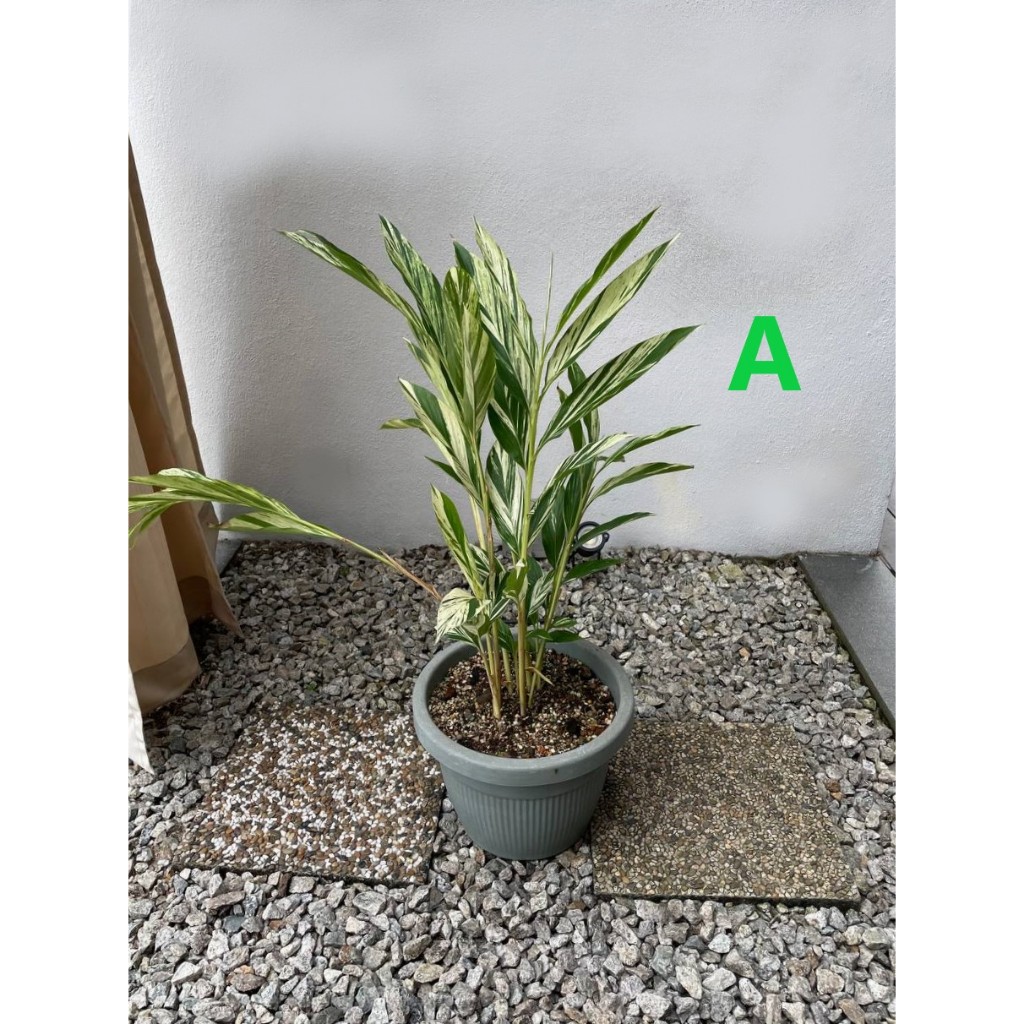 Alpinia zerumbet 'Variegated Shell Ginger' - Live Indoor Plant Pokok ...