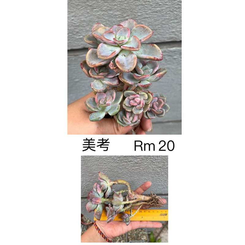 Succulent Pachyveria 'Orpe 多肉植物美尻 (一物一拍） | Shopee Malaysia