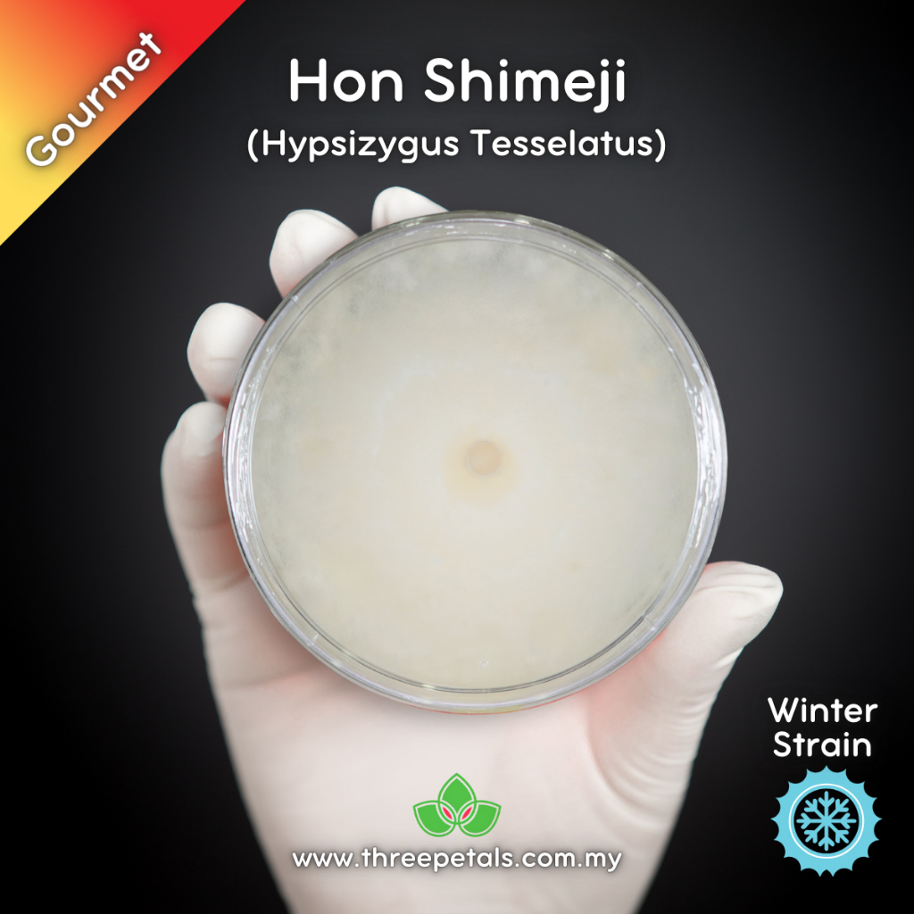 Hon Shimeji (Hypsizygus Tesselatus) Live Mycelium Mushroom Culture ...