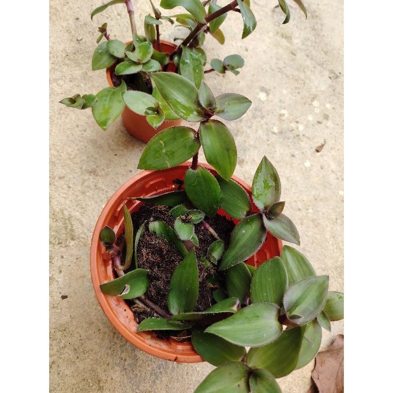 水龟草 anak pokok daun telinga kera Plant 水龟草苗 Baby Tree ZEBRINA PENDULA ...