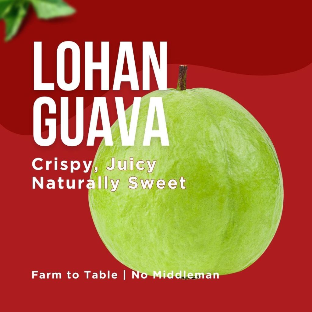 Suka Fruits - Guava Lohan Jambu Biji - Buah Segar - Krispy Manis ...