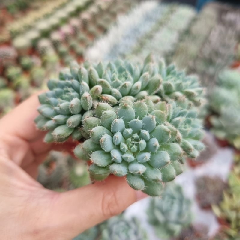 Live succulent plant echeveria setosa Rundelii (pot size 5cm) ready ...