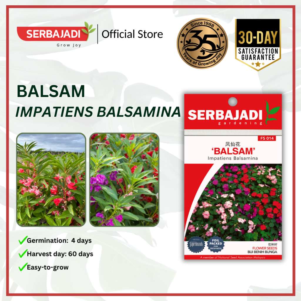 Serbajadi Flower Seed Balsam - Impatiens Balsamina/ Biji Benih Bunga ...