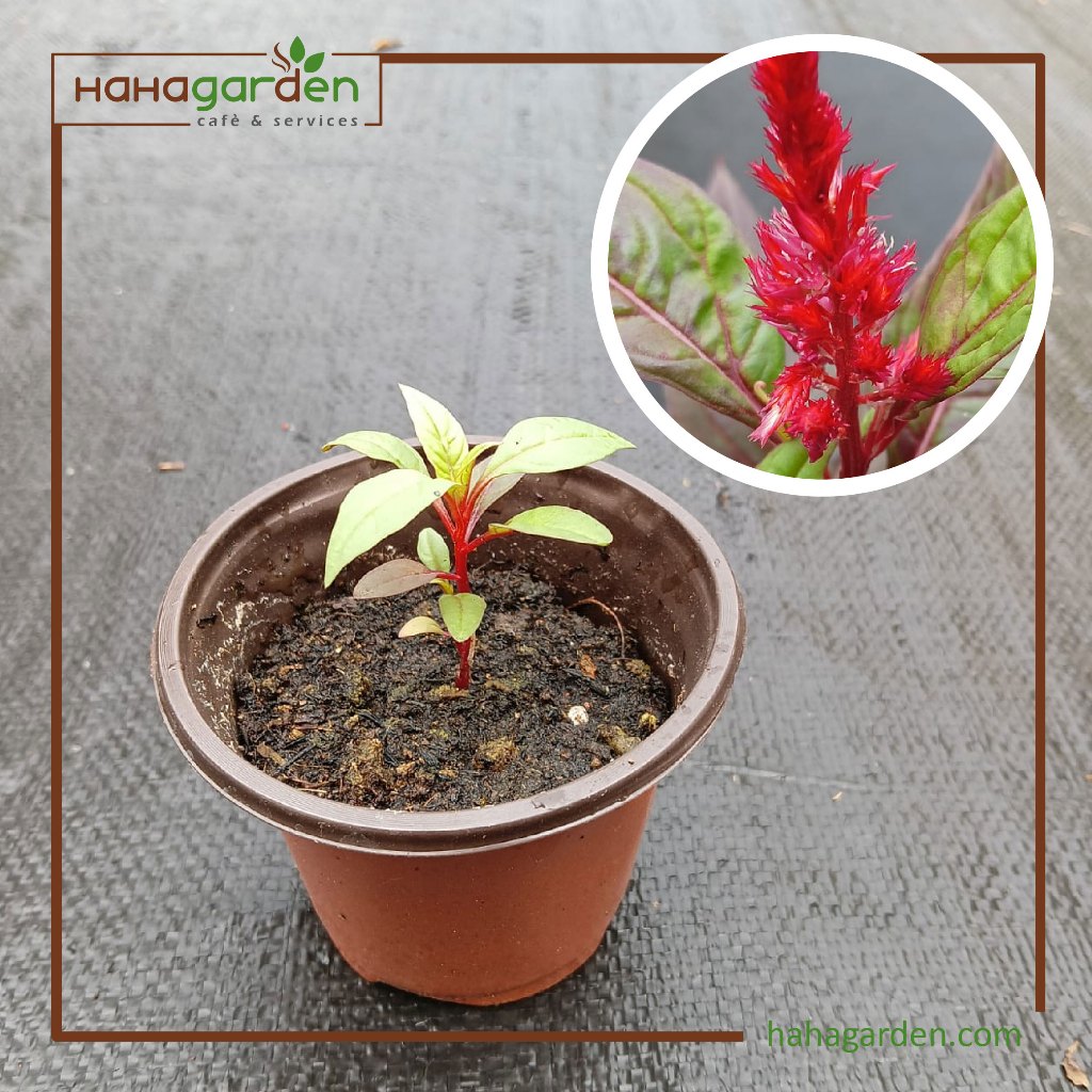 Anak Pokok Celosia Cockscomb Red/ Pokok Bunga Balung Ayam Merah (LIVE ...