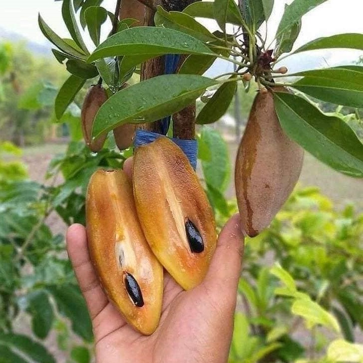 Pokok Ciku Subang Berbuah Sepanjang Tahun Saiz Besar Sedang Berbuah ...
