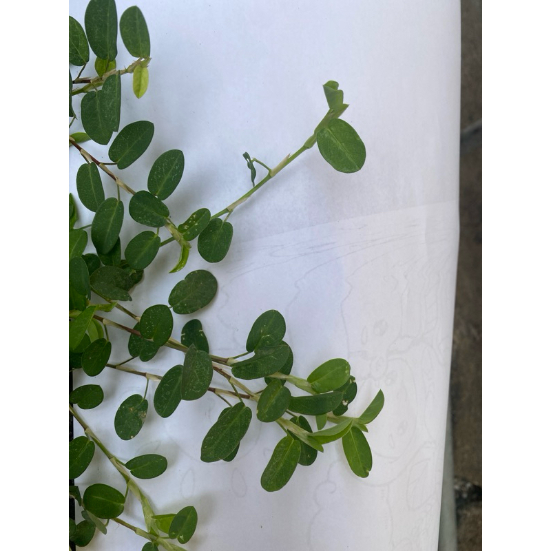 POKOK PATIKAN CINA 100 gram | Shopee Malaysia