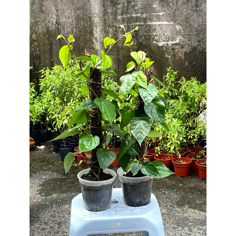 pokok sirih | sireh | betel leave | Shopee Malaysia