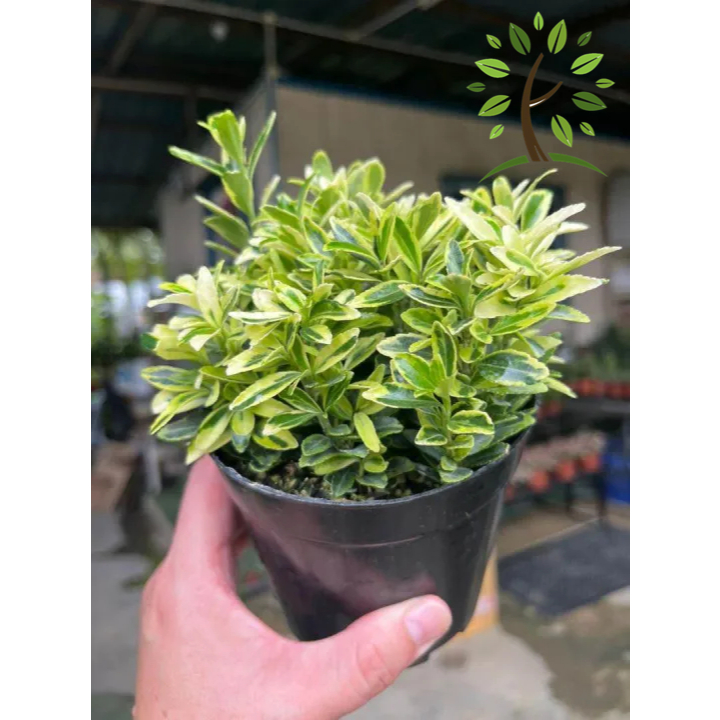Berjaya Plant Nursery - Buxus Sempervirens Variegated(Pokok Bunga Hidup ...