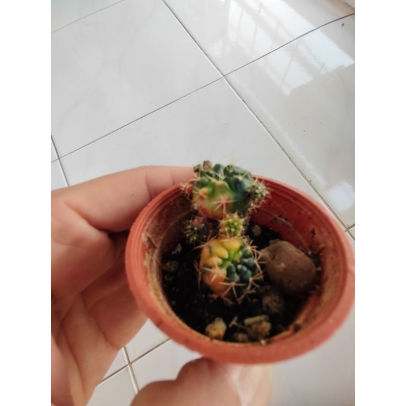 gymnocalycium damsii variegated | Shopee Malaysia