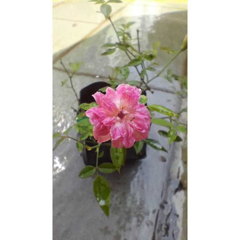 Mini rose Ros jenis renek迷你玫瑰(Tiada penghantaran ke sabah dan sarawak ...