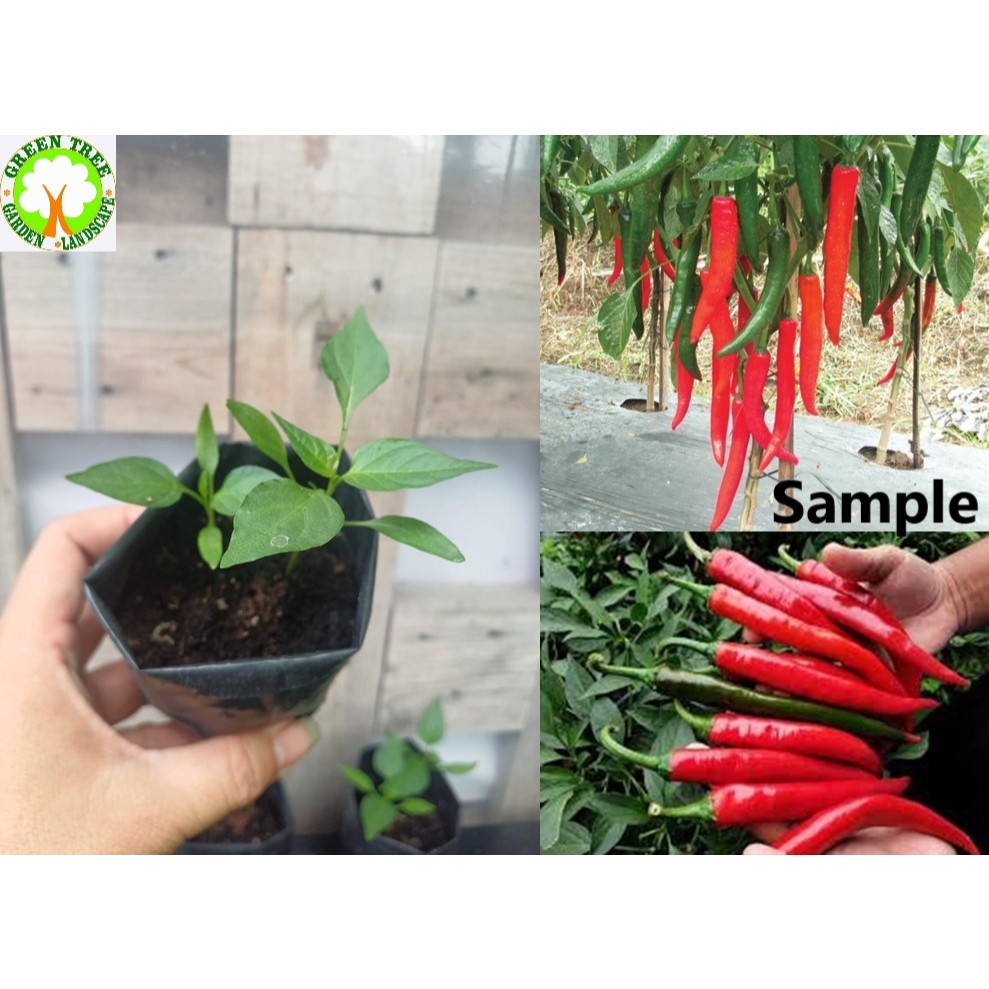 Fruit Tree/Vegetable plant - F1 Anak Pokok Chili Kulai 古来大辣椒 ( 2 pokok ...