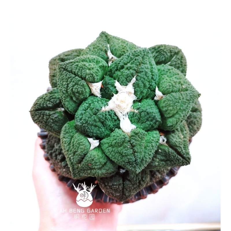 AH BENG GARDEN : Ariocarpus Godzilla 哥斯拉牡丹 | Shopee Malaysia