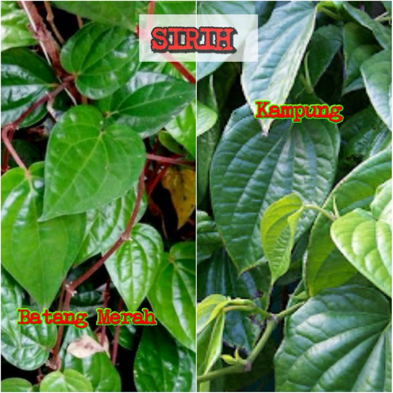 Keratan batang Melayu/India/batang merah | Shopee Malaysia