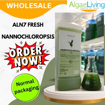 (WHOLESALE) Algae Living Fresh Nannochloropsis for Rotifer Daphnia ...