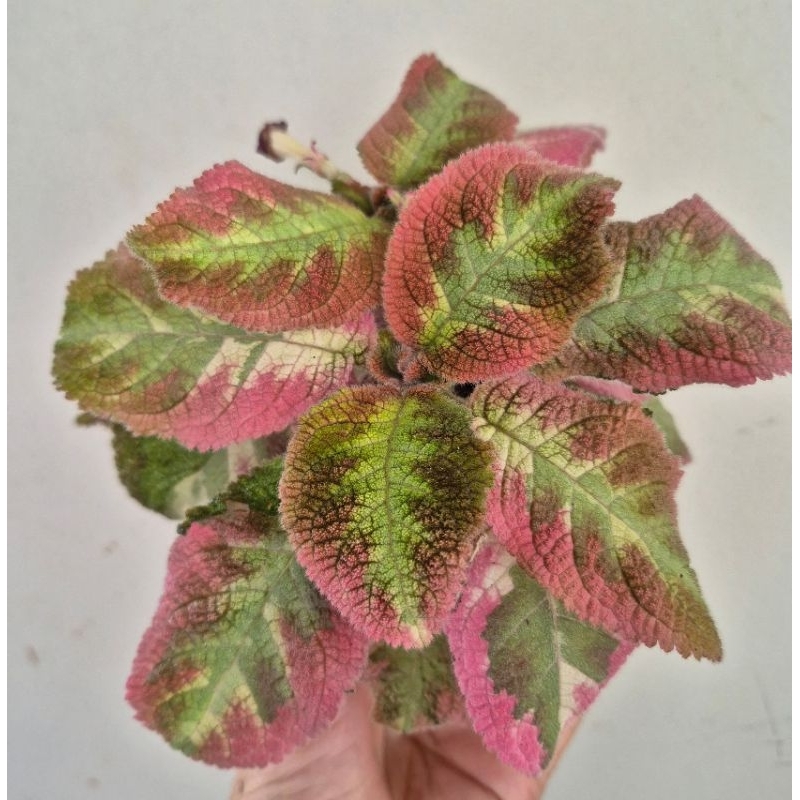 Episcia Picasso big plant [Ready stock] | Shopee Malaysia