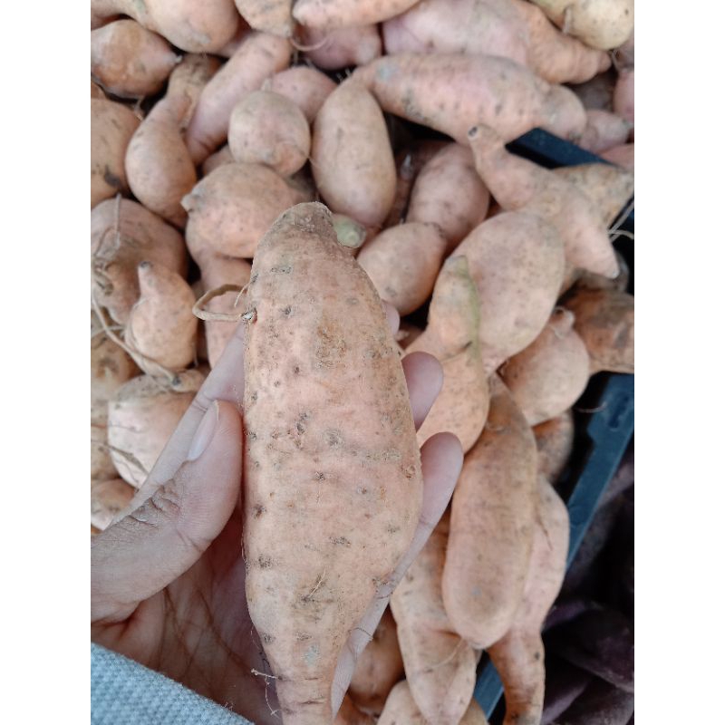 1kg ubi keledek orange segar (rebus / goreng) | Shopee Malaysia