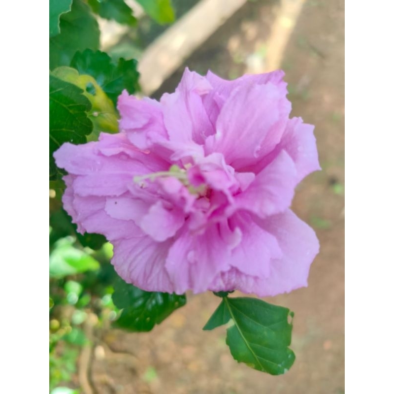 (KS) Pokok bunga raya ungu dua warna ungu gelap dan ungu cerah | Shopee ...
