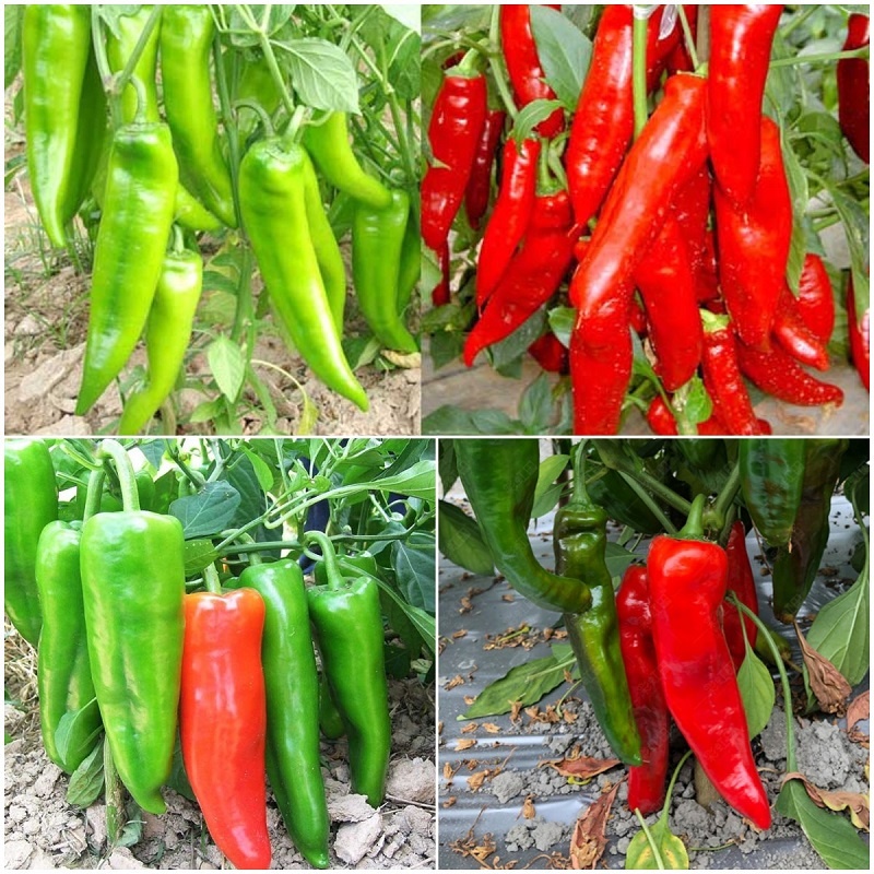 Hot Chili Pepper F1 Giant Cattle Horn Pepper Seeds (300 Seeds) High ...