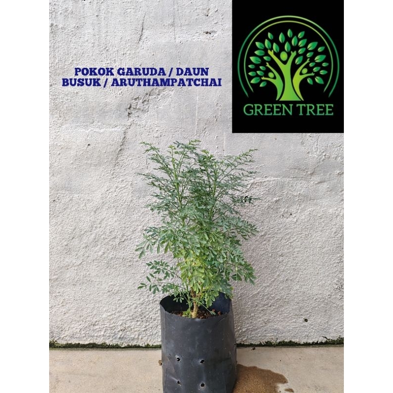 Pokok Garuda / Daun Busuk / Aruthampatchai | Shopee Malaysia