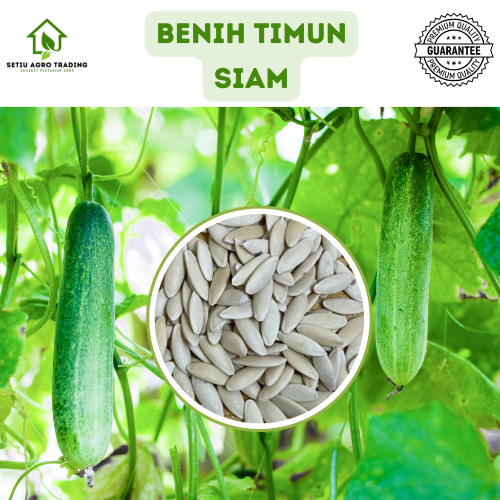 Benih Timun Siam Repack | 35-40 Biji | Cucumber Seeds | Repack Seed ...