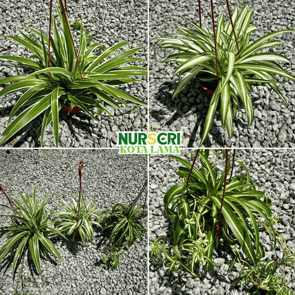 🔥INDOOR🔥 SPIDER PLANT / Spider Ivy / Ribbon Tree / Chlorophytum Comosum ...