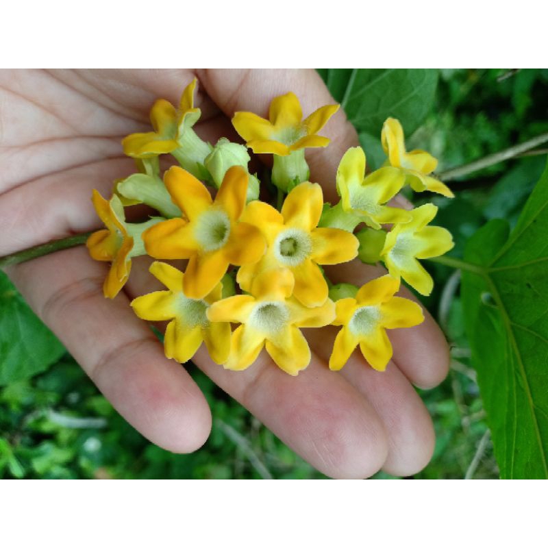 KERATAN BATANG BUNGA TONGKENG | Shopee Malaysia