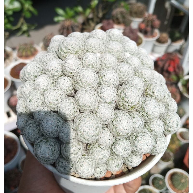 Mammillaria herrerae Golf balls cactus Nice clump | Shopee Malaysia
