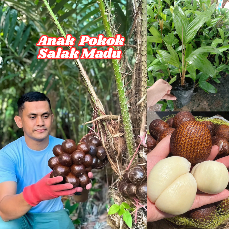 Anak Pokok Salak Madu Rotan Pokok Buah Indo – Buah super pelik, kulit macam sisik ular, dalam ...