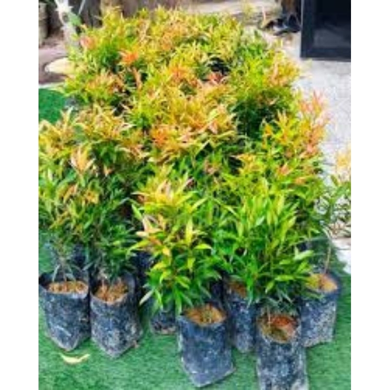 Anak pokok kelat paya, eugenia oleina, pokok pagar | Shopee Malaysia