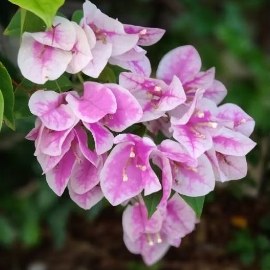 Keratan Cutting Bunga Kertas Aiskrim Bougainvillea | Shopee Malaysia