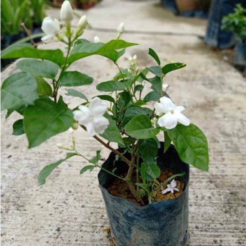 Bunga Melor(Pokok Dlm Polybag) | Shopee Malaysia